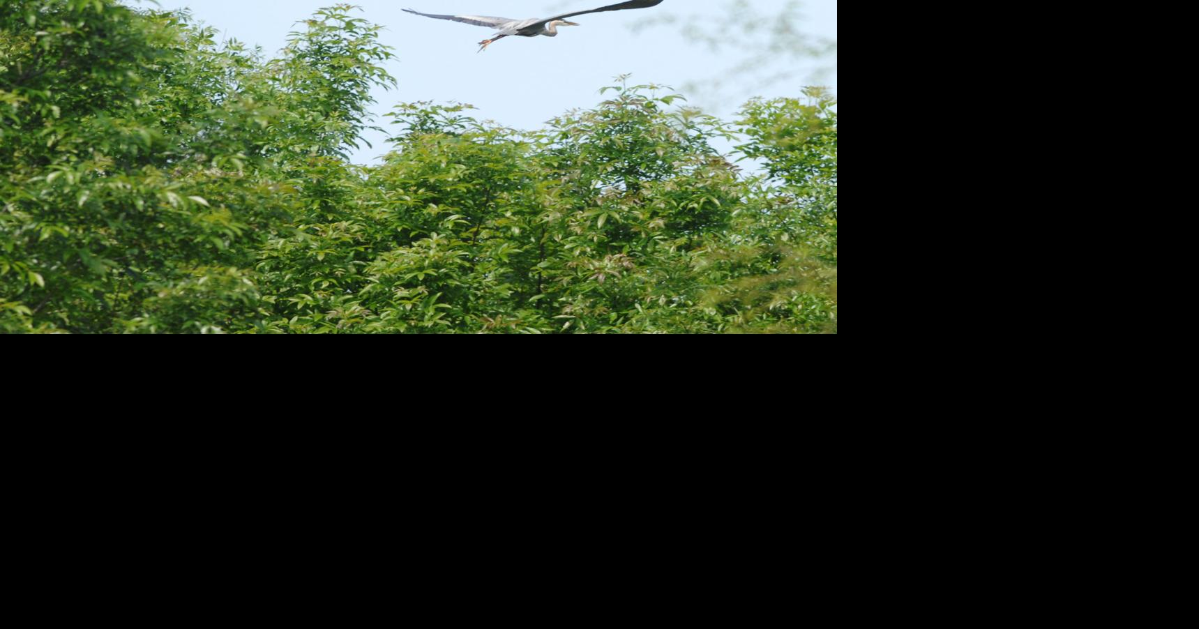 Treetop flying is its specialty | Local News | thenewsenterprise.com