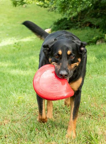 Fetching a good time | Local News | thenewsenterprise.com