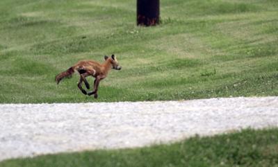 Fox on the run | Local News | thenewsenterprise.com