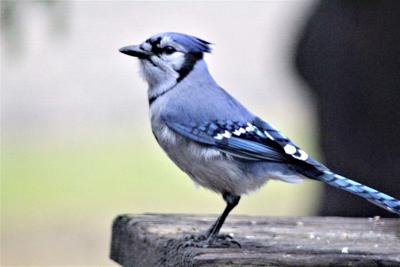 Good morning, blue jay | Local News | thenewsenterprise.com