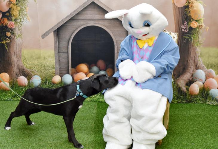 Easter Bunny photos support FOHCAS | Local News | thenewsenterprise.com