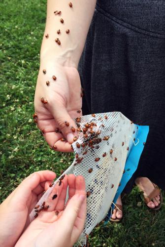 Insect invasion | Local News | thenewsenterprise.com