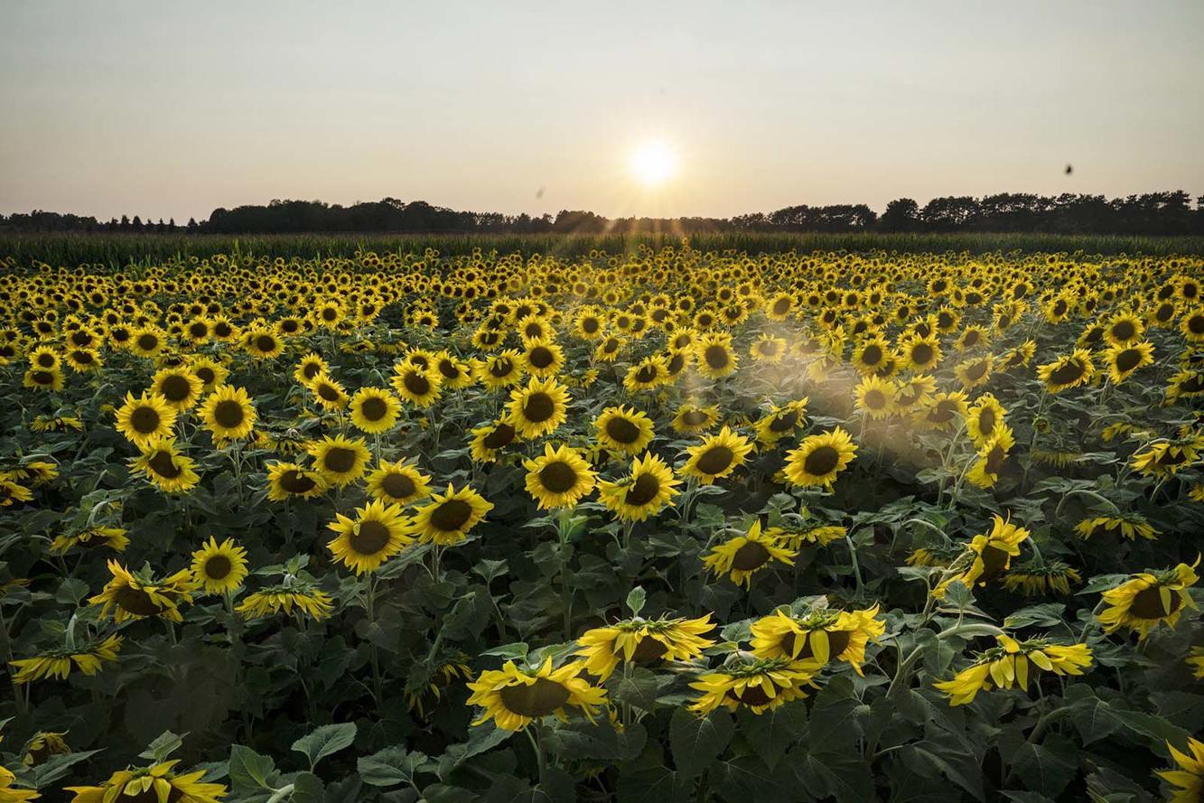 How to grow your own majestic sunflower patch | Botany ...
