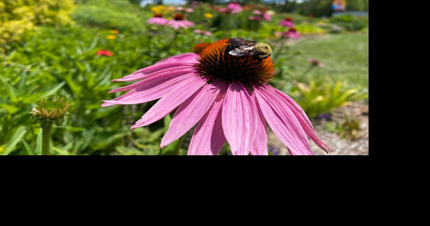 Natural bee-havior | Local News | thenewsenterprise.com