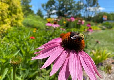 Natural bee-havior | Local News | thenewsenterprise.com