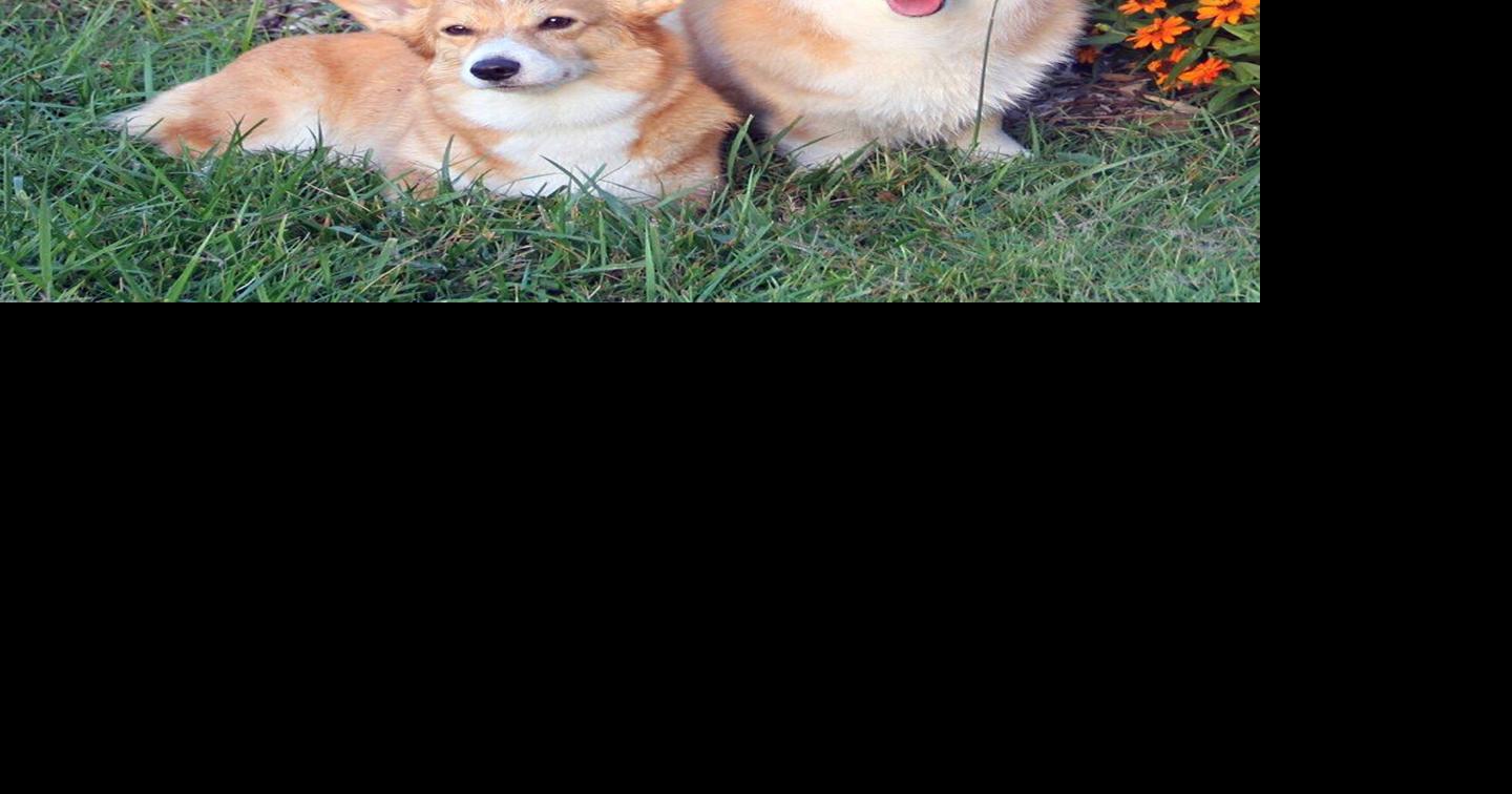 Stuckey uses Corgis to give back | Wednesday's Woman ...