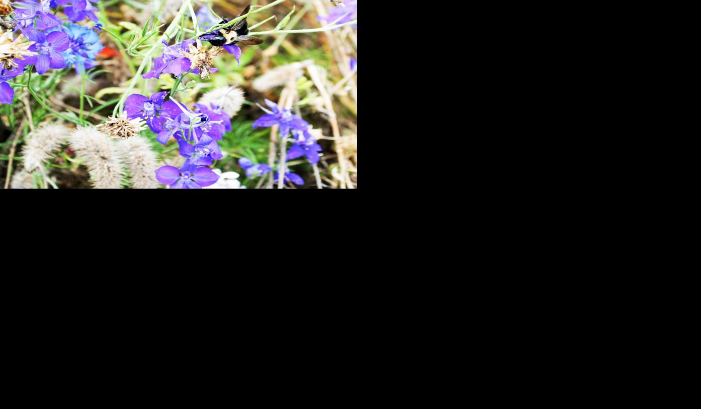 Pollinator habitats seeded along Kentucky roadways | State News ...