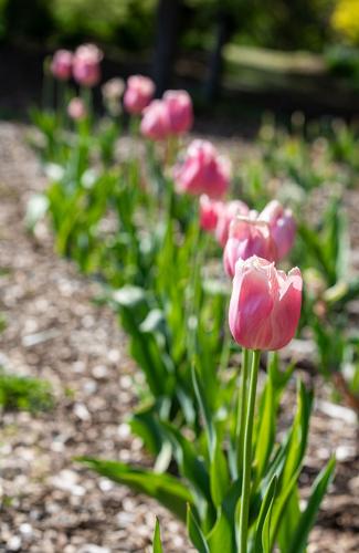 Spring in bloom at the arboretum | Local News | thenewsenterprise.com