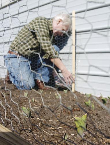Photos: Man vs. rabbits | News | thenewsenterprise.com