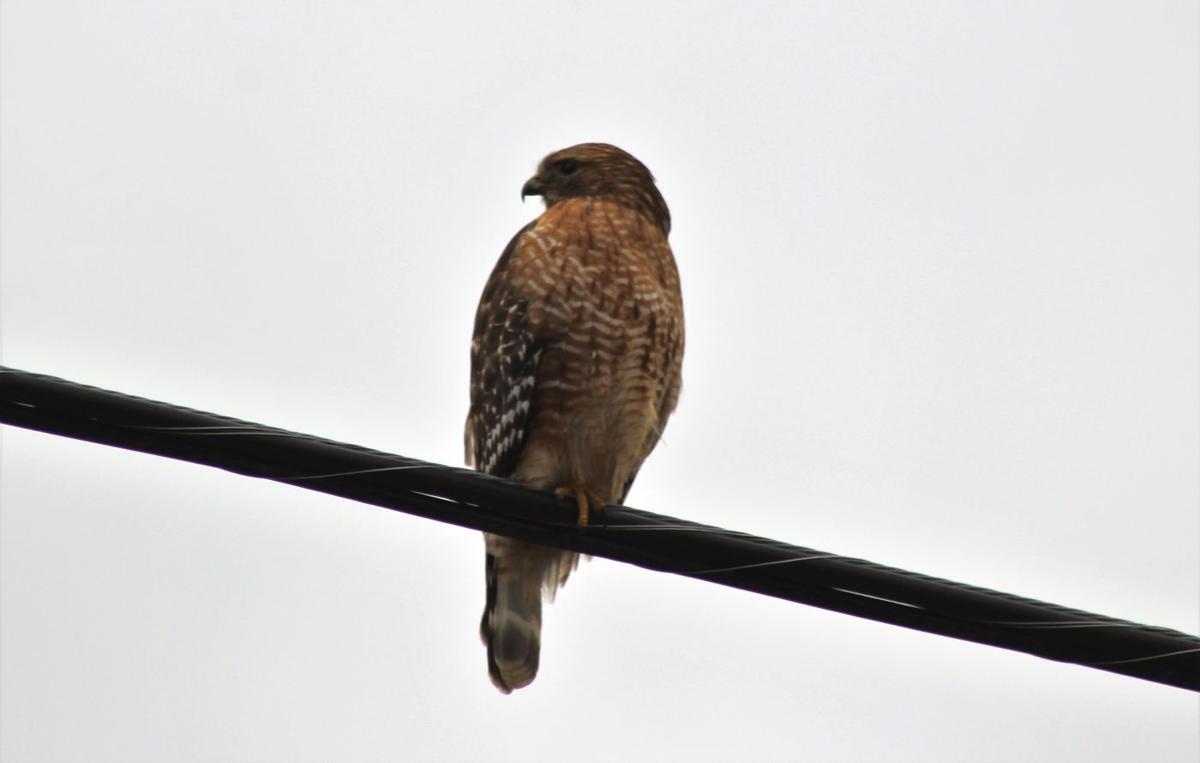 Watching like a hawk | Local News | thenewsenterprise.com