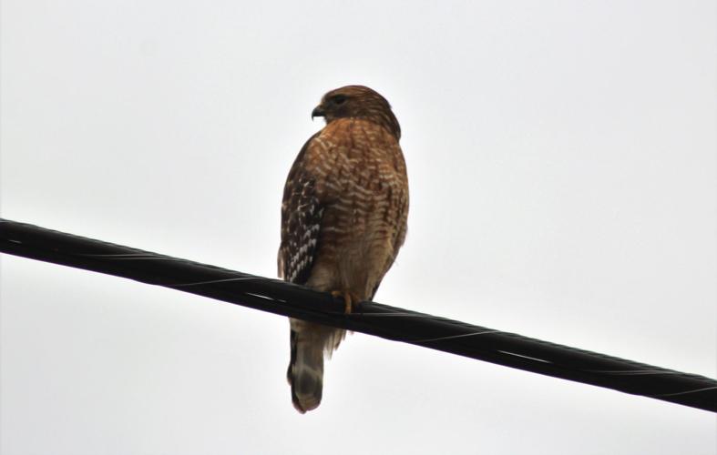 Watching like a hawk | Local News | thenewsenterprise.com
