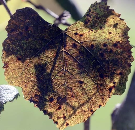 Faces & Places: October shadows | Local News | thenewsenterprise.com