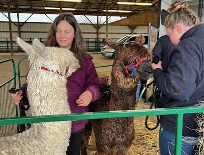 Spring fling provides chance to learn, meet alpacas | Local News ...