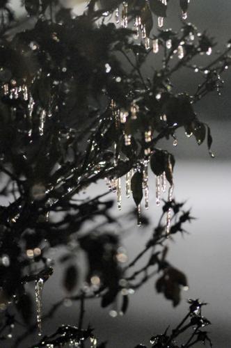 PHOTOS: Icing the landscape | Local News | thenewsenterprise.com