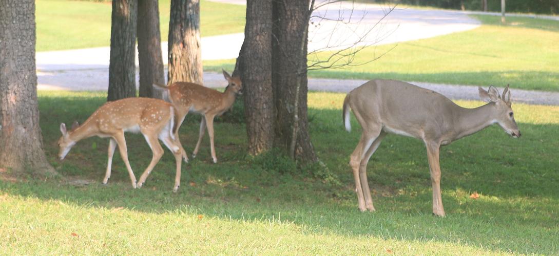 Doe Valley is a course on the rise | Sports | thenewsenterprise.com