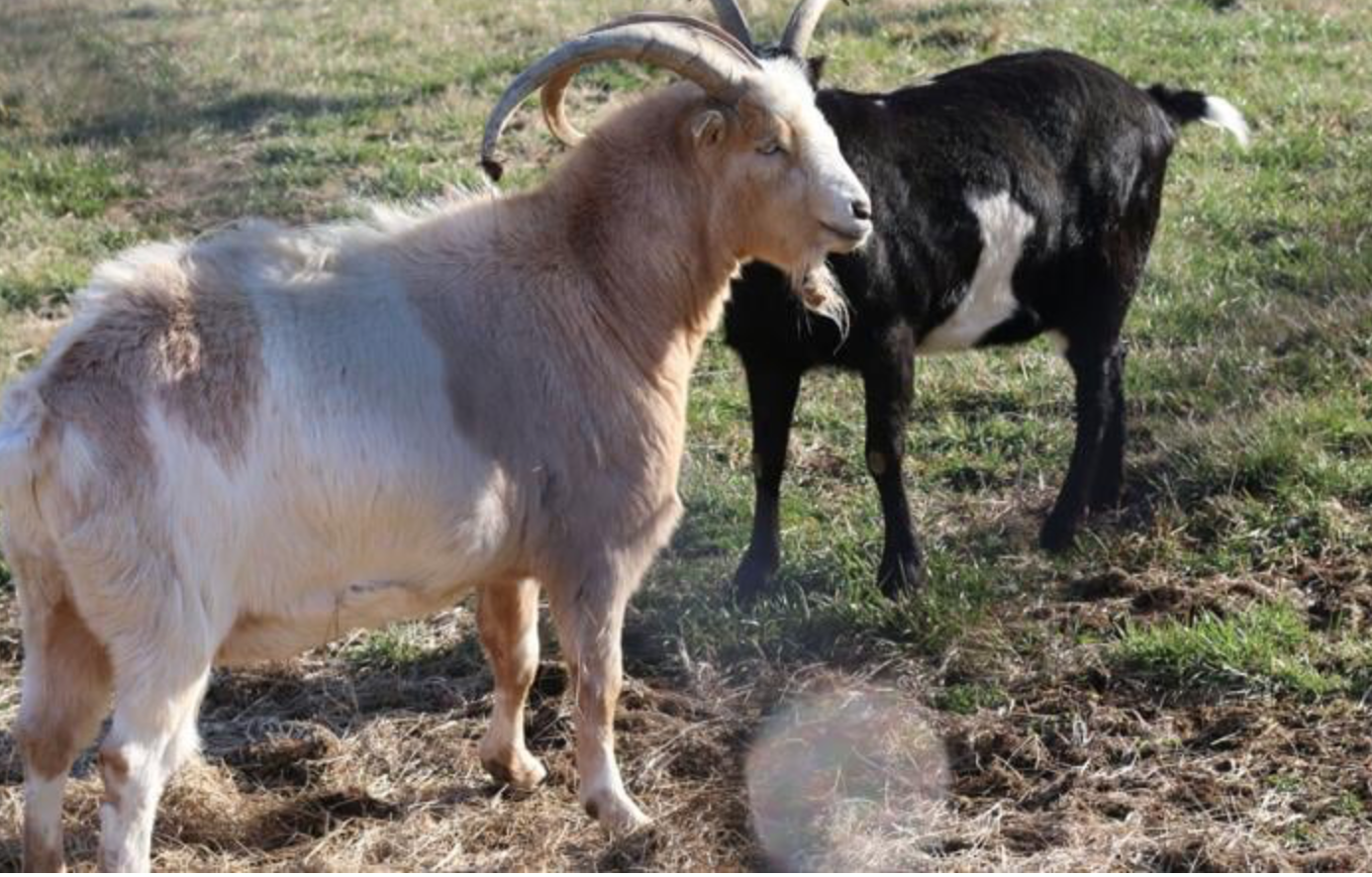 How’s Houdini? Hardin’s most mischievous goat is still mean as ever ...