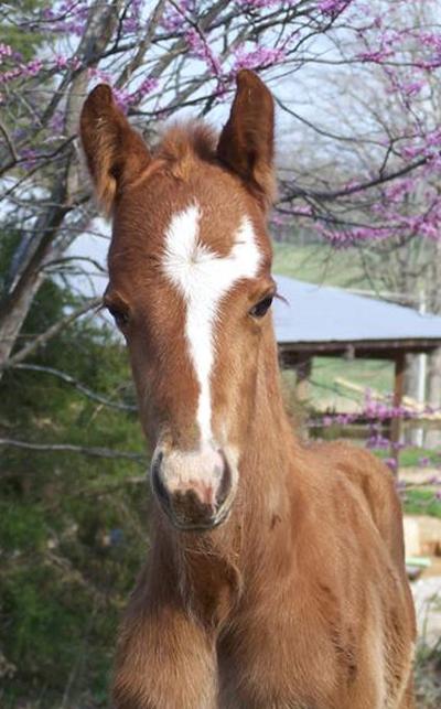 Mister White Wrench: Animal markings an identification 'tool' | Local ...