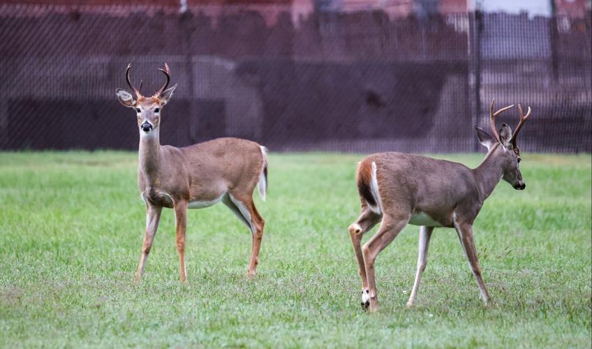 Fort Knox Hunt Control official asks community to report deer deaths ...