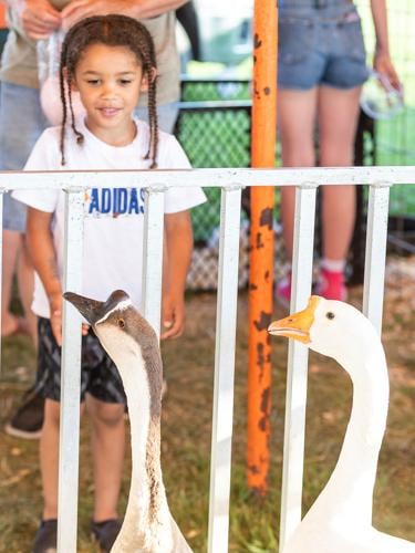 Families find fun, hungry animals at fair's petting zoo | Local News ...