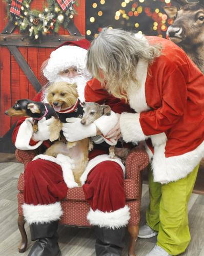 santa paws real dog