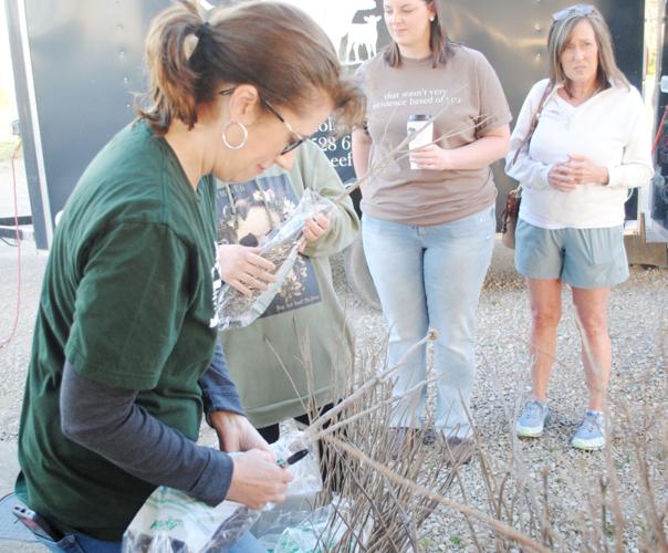 Tree giveaway at Farmers Market grows in popularity | Local News ...