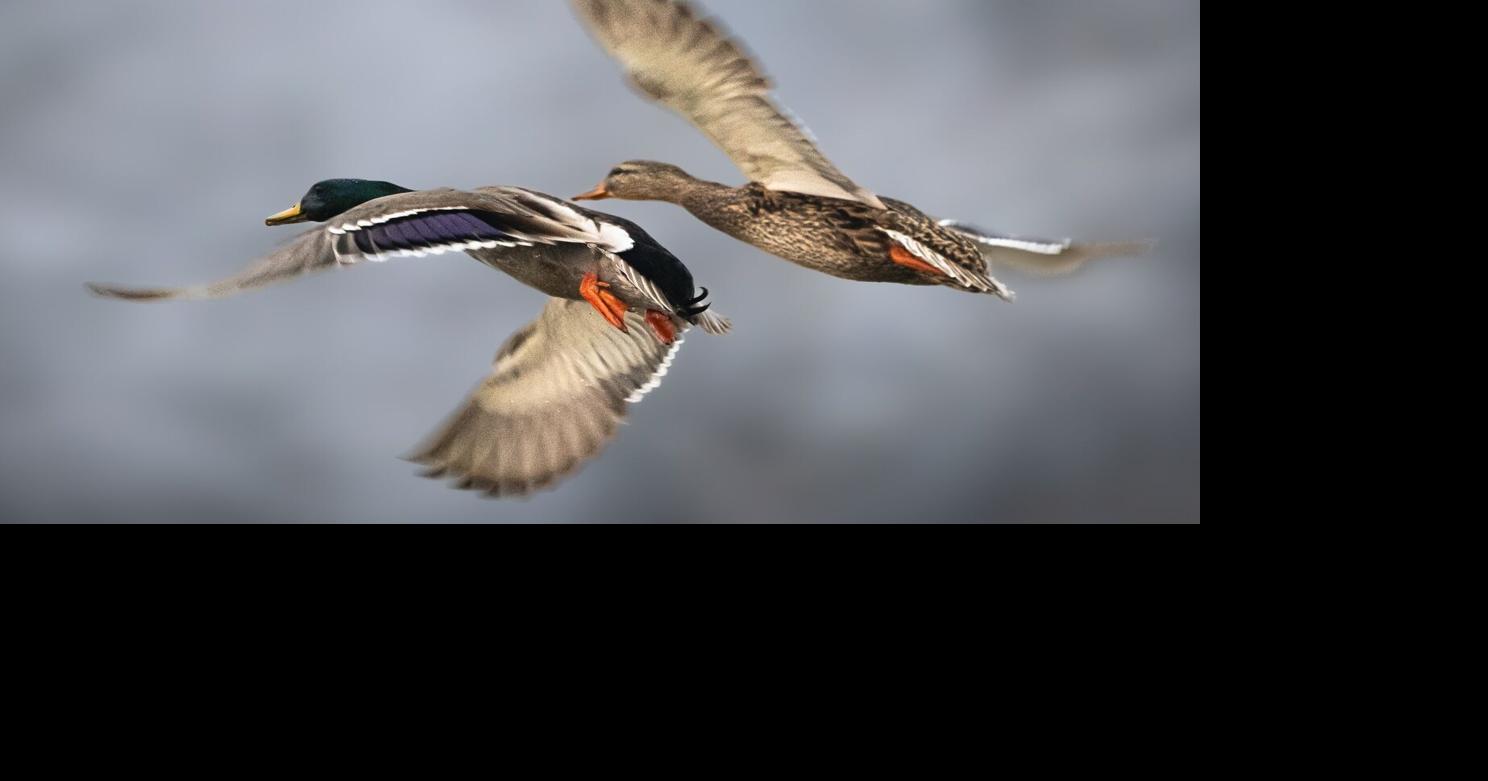 Help count birds for science | Local News | thenewsenterprise.com