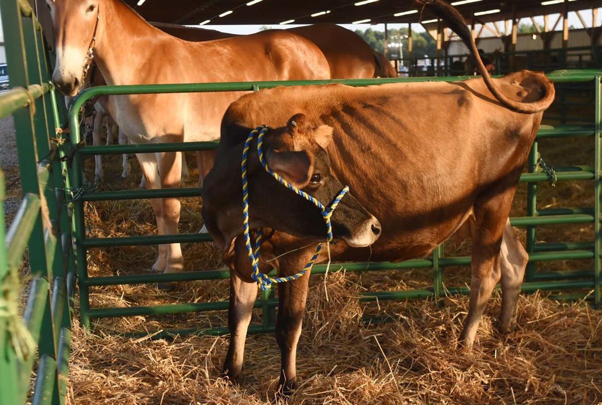 Annual cow pattie bingo fundraiser ‘a big hit’ | Local News ...