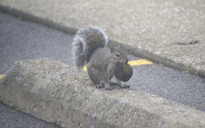 Getting squirrely | Local News | thenewsenterprise.com