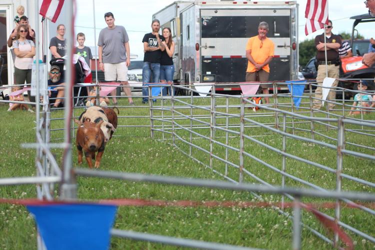 Pig races draw large crowds at county fair | Local News ...