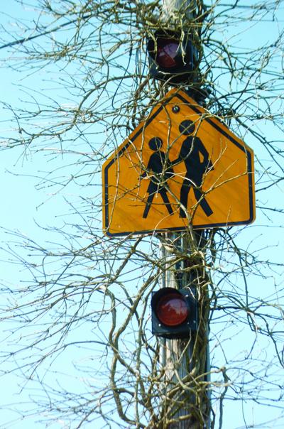 Photo: It's a jungle out there | News | thenewsenterprise.com