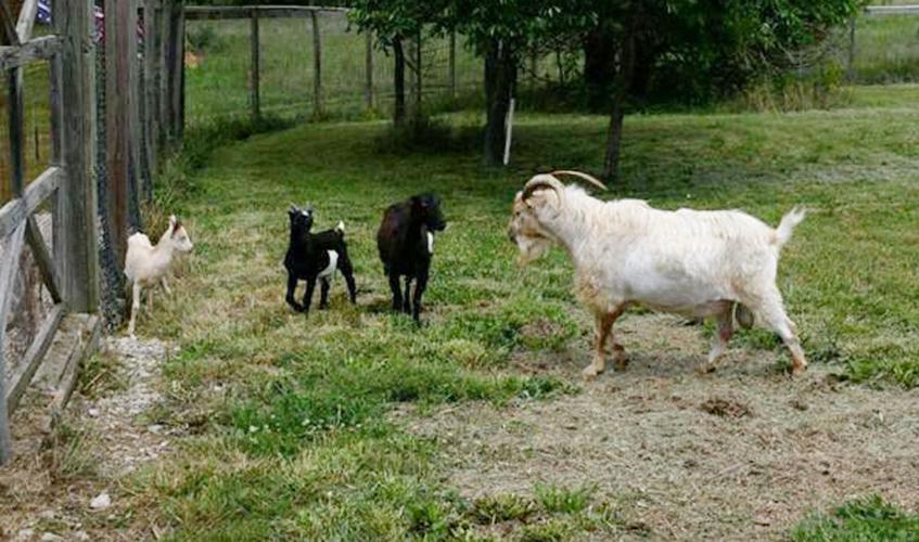 Famed I-65 goat finds love, family at sanctuary that cares for him ...