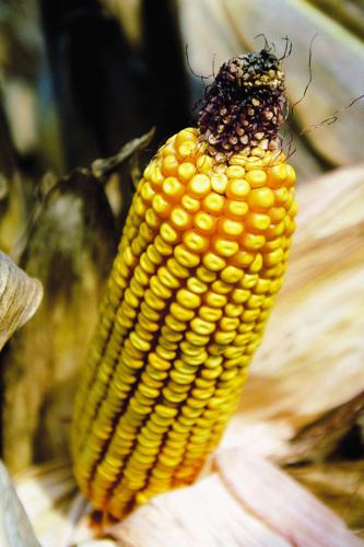 Heat may contribute to unusual 'popped kernel' | News ...