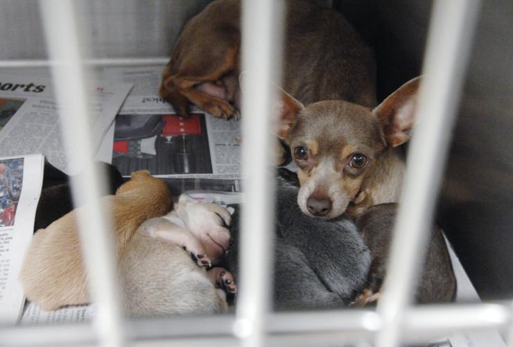 Cruelty counts added in 'puppy mill' case | Local News ...
