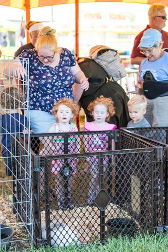 Families find fun, hungry animals at fair's petting zoo | Local News ...