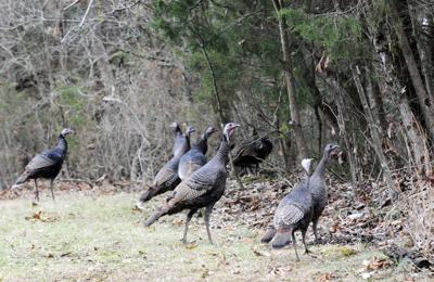 Photo: What a bunch of turkeys | Local News | thenewsenterprise.com