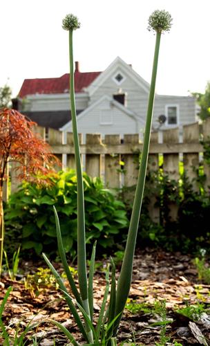 How to grow a spaghetti tree | Local News | thenewsenterprise.com