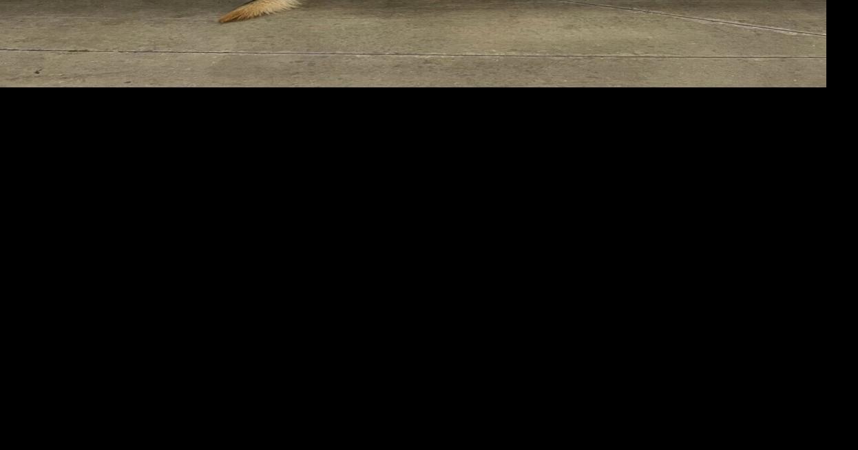 Money raised for service dog, will help EMS workers | Local News ...