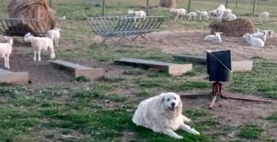 Protective dogs provide safe haven at local farm | Local News ...