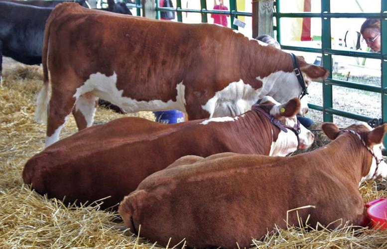 Cattle on display at the fair | Local News | thenewsenterprise.com