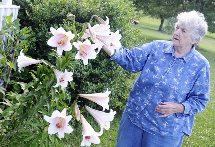 Photo: Easter lily in June? | Local News | thenewsenterprise.com