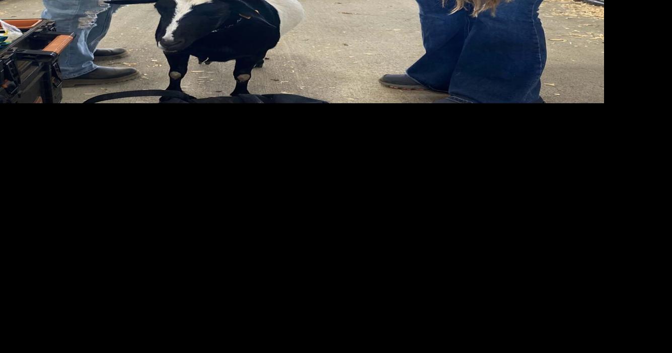Fainting goats on display for national competition in E’town | Local ...