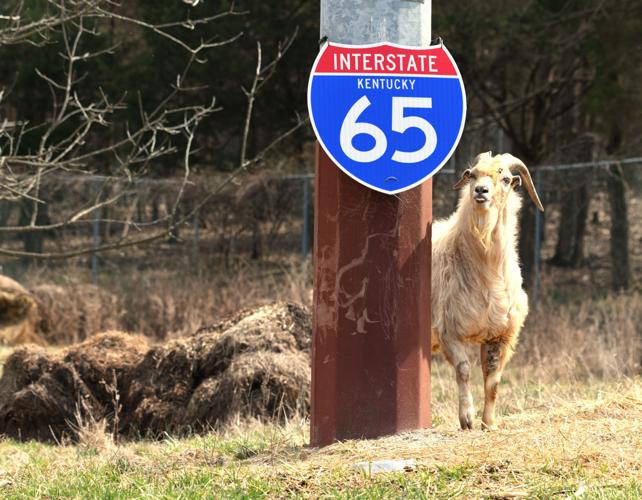 Famed I-65 goat finds love, family at sanctuary that cares for him ...