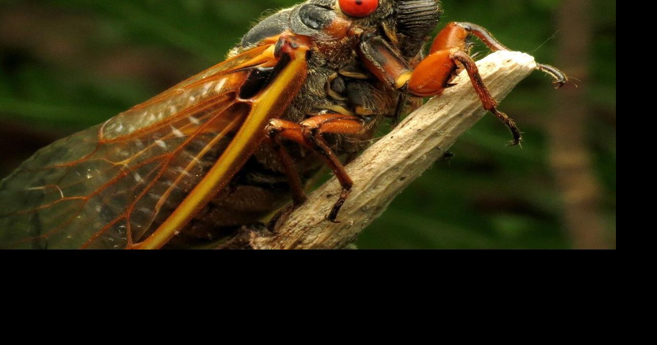 Double brood of cicadas to create big buzz this spring | State News | thenewsenterprise.com
