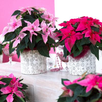 New ways to display poinsettias this holiday season | Botany ...