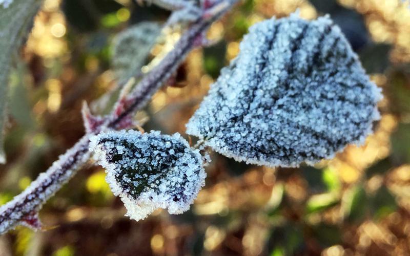 Faces & Places: Patterns of Frost | Local News | thenewsenterprise.com