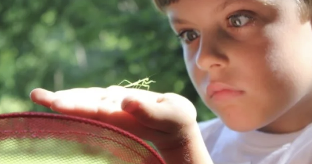 Celebrate critters at Bernheim's BugFest 2024 | | thenewsenterprise.com