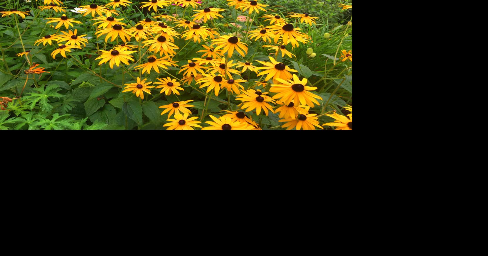 Finding information about native and invasive plants | Homes ...