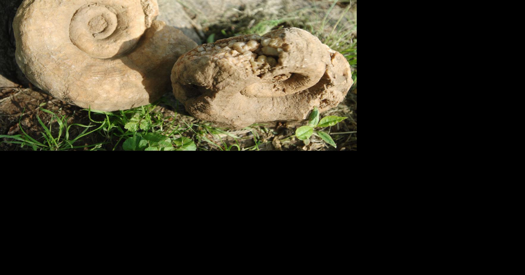 Snakes in the grass: E'town teen finds rare fossils | Local News ...