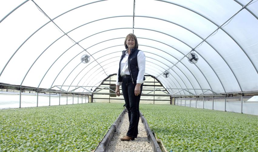 It's a farmer's life for Donna Thomas | Wednesday's Woman ...