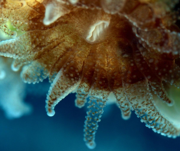 Coral activists join together for a week of awareness | Science And ...